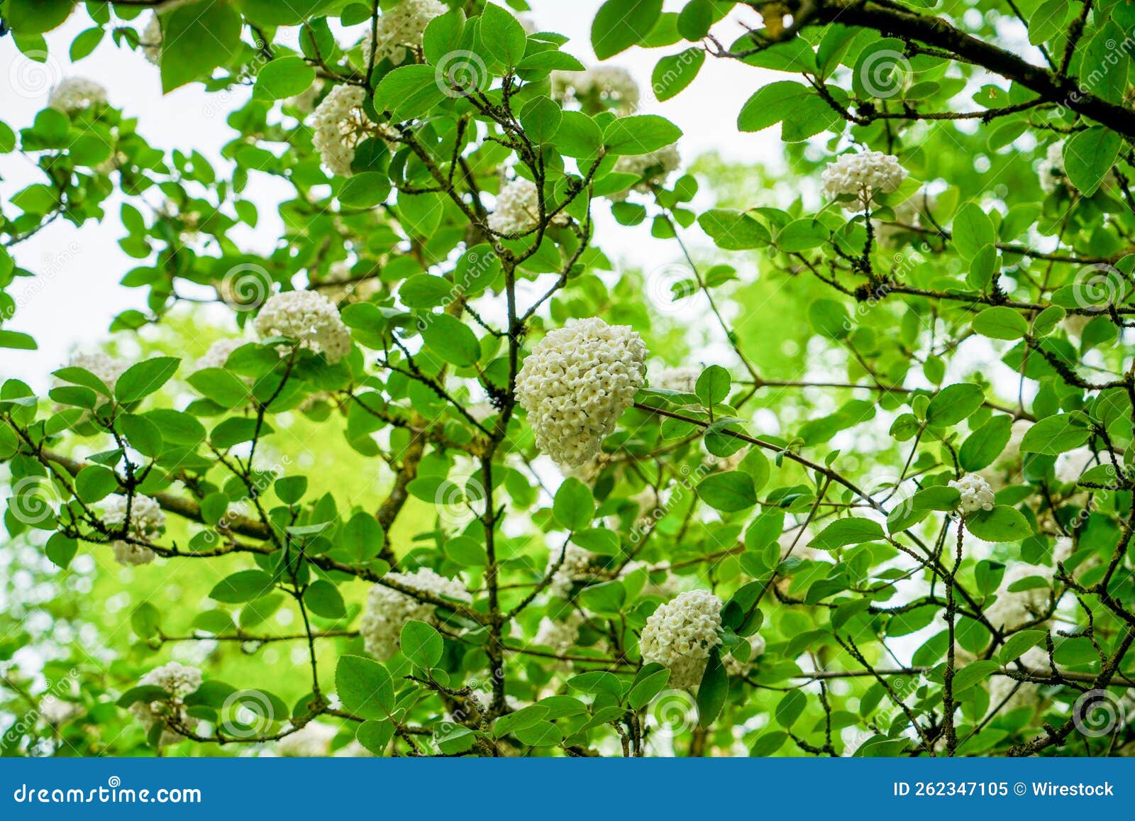 Closeup of Arrowwood Treeduring Daylight Stock Image - Image of ...