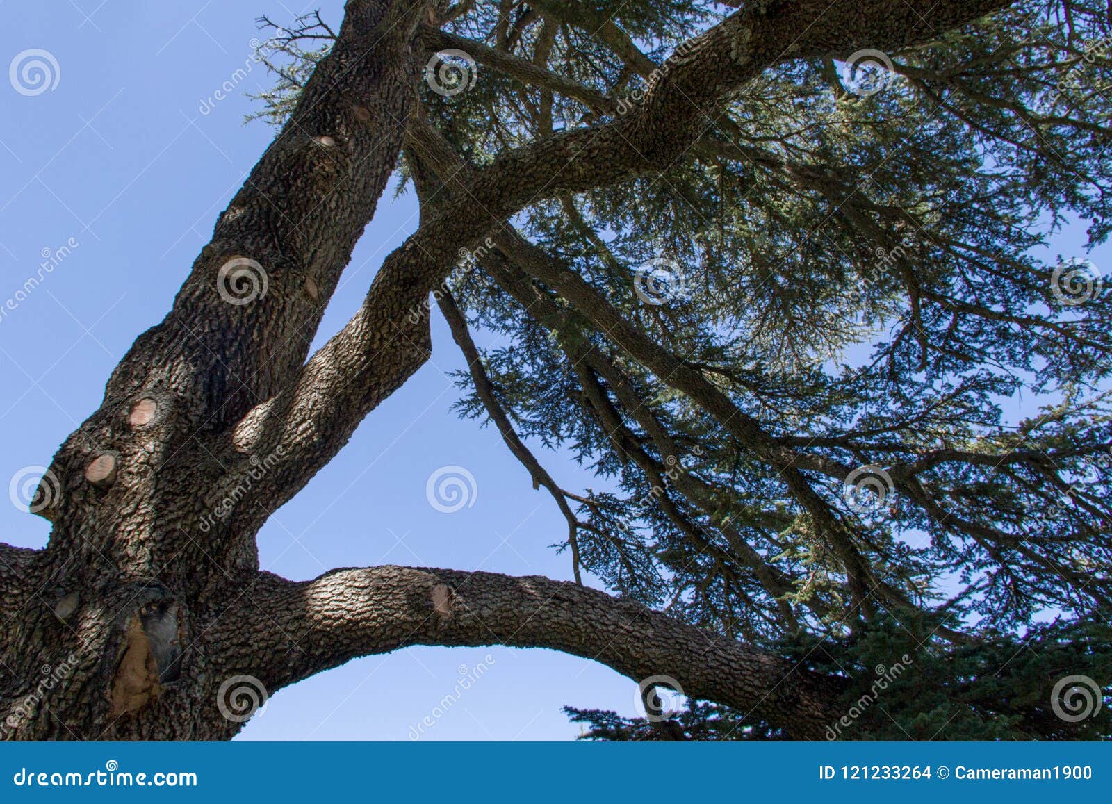 Arz Trees in Arz Forest in North Lebanon Stock Photo - Image of branch ...