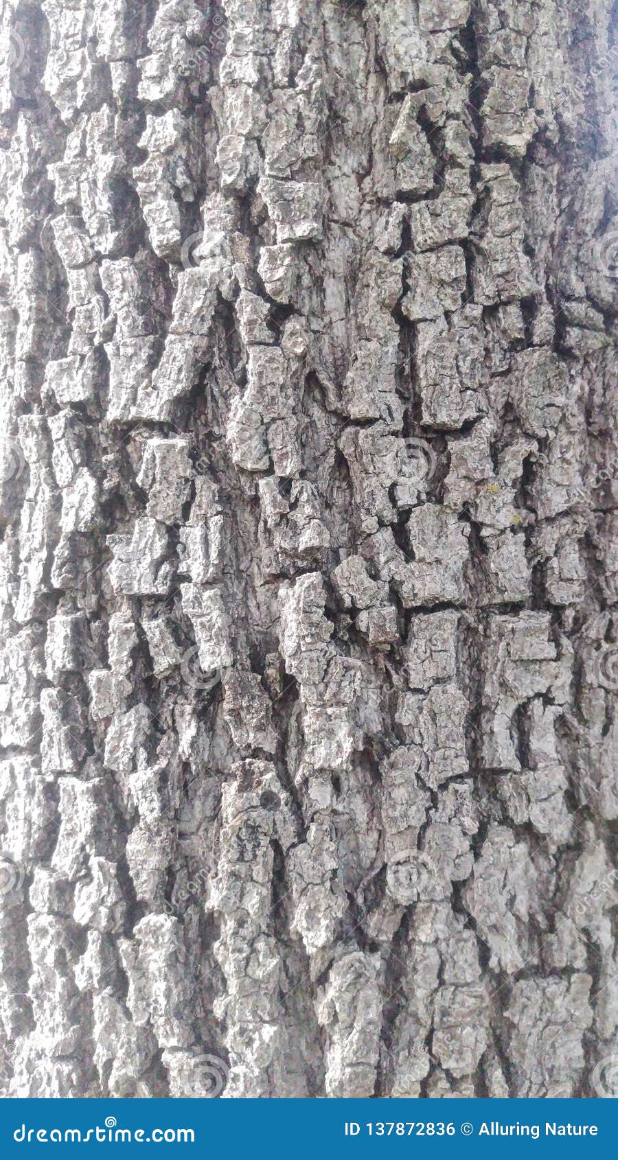 Closeup of an Ash Tree`s Bark Stock Photo - Image of closeup, nature ...