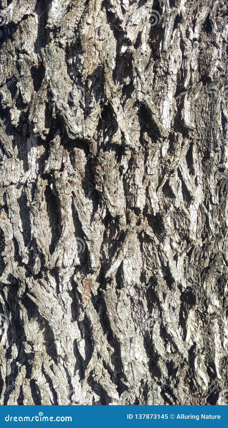 A Closeup of an Ash Tree`s Bark Stock Image - Image of trees ...