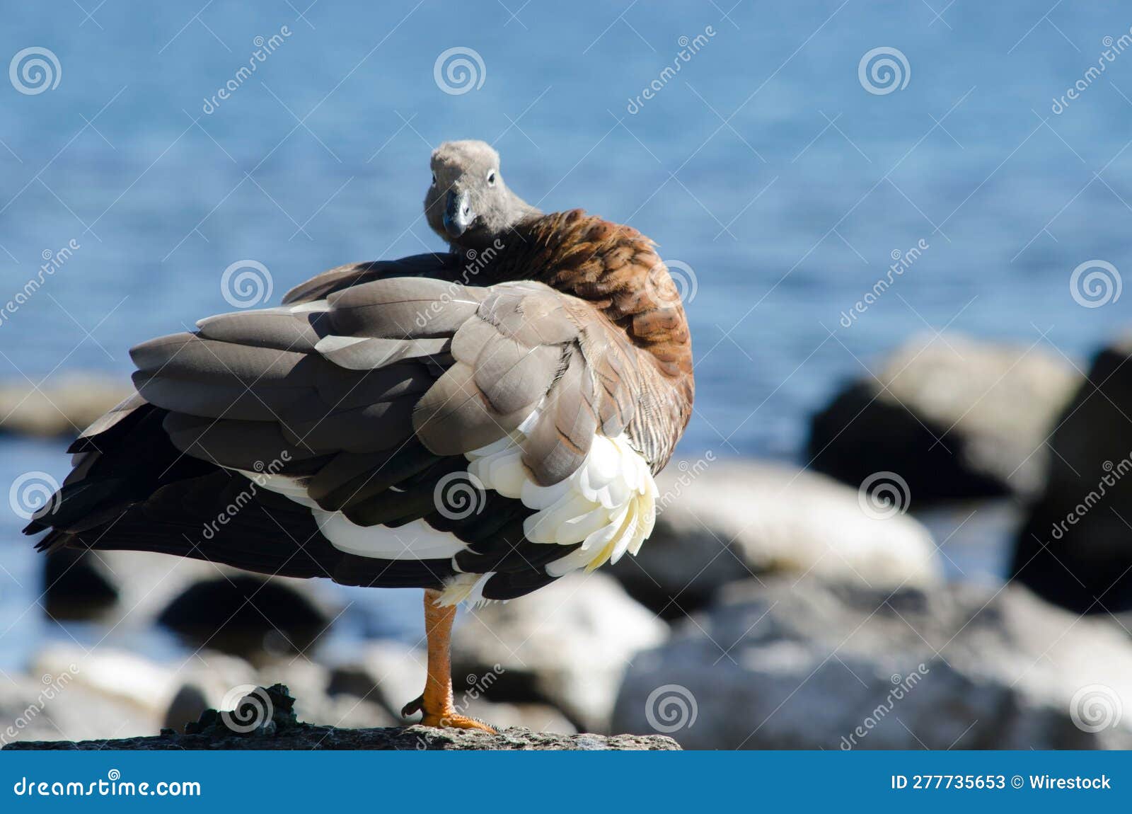 Closeup of an Ashy-headed Goose Perched on a Rock Surrounded by the Sea ...