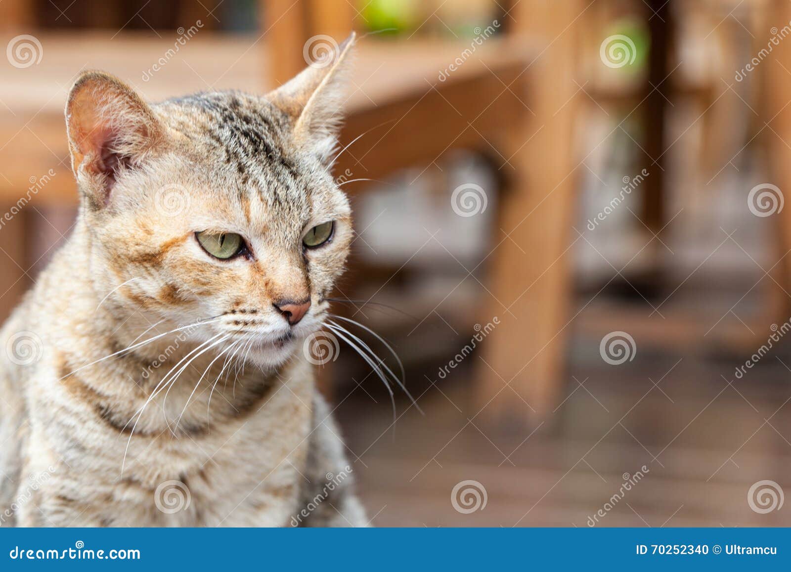 2,470 Cat Kitten Kitty Asia Animal Stock Photos - Free & Royalty-Free ...
