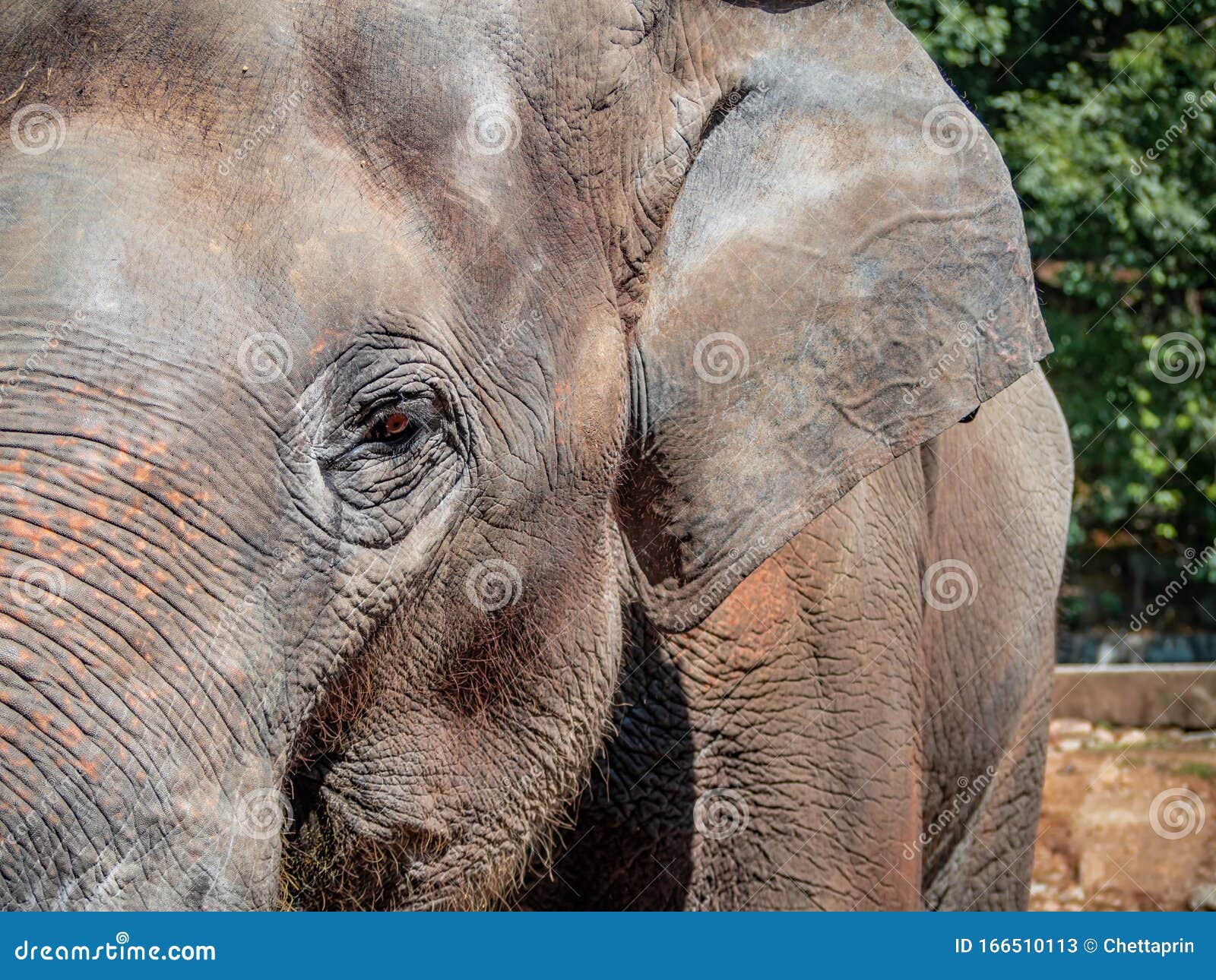 Closeup Asian Elephant Head Stock Image - Image of large, pachyderm ...