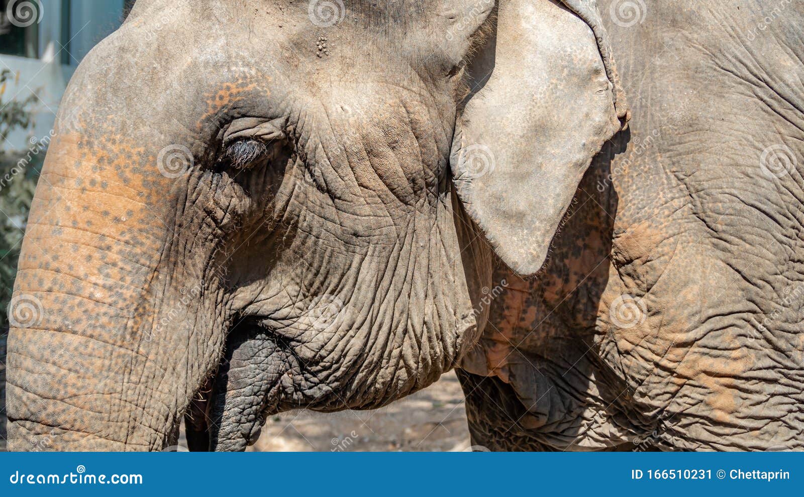 Closeup Asian Elephant Head Stock Image - Image of african, mammal ...
