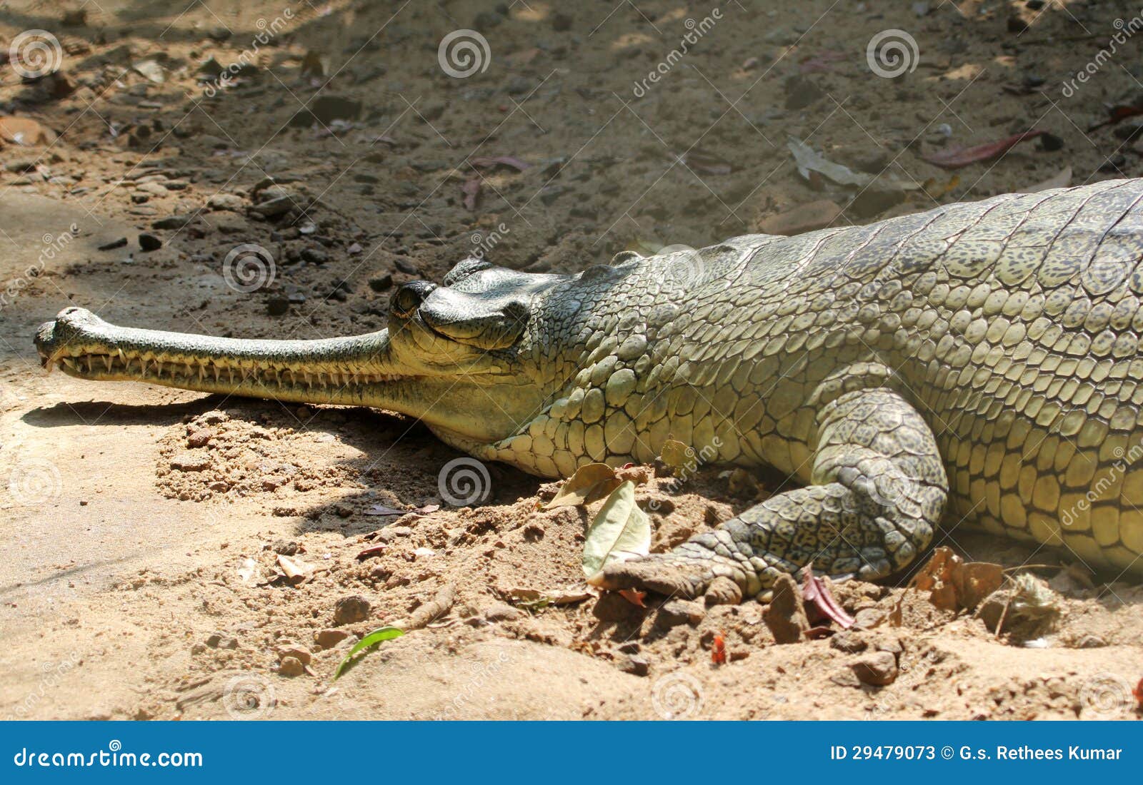 Closeup of asian gharial stock image. Image of tooth - 29479073