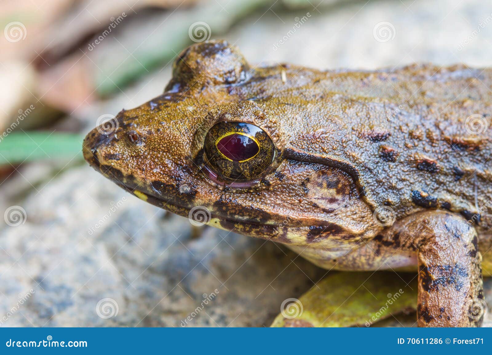Closeup of Asian River Frog Stock Photo - Image of amphibian, blyth ...
