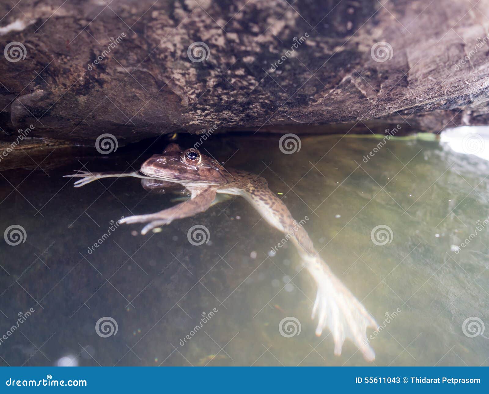 Closeup of Asian River Frog (Limnonectes Blythii) is Floating on the ...