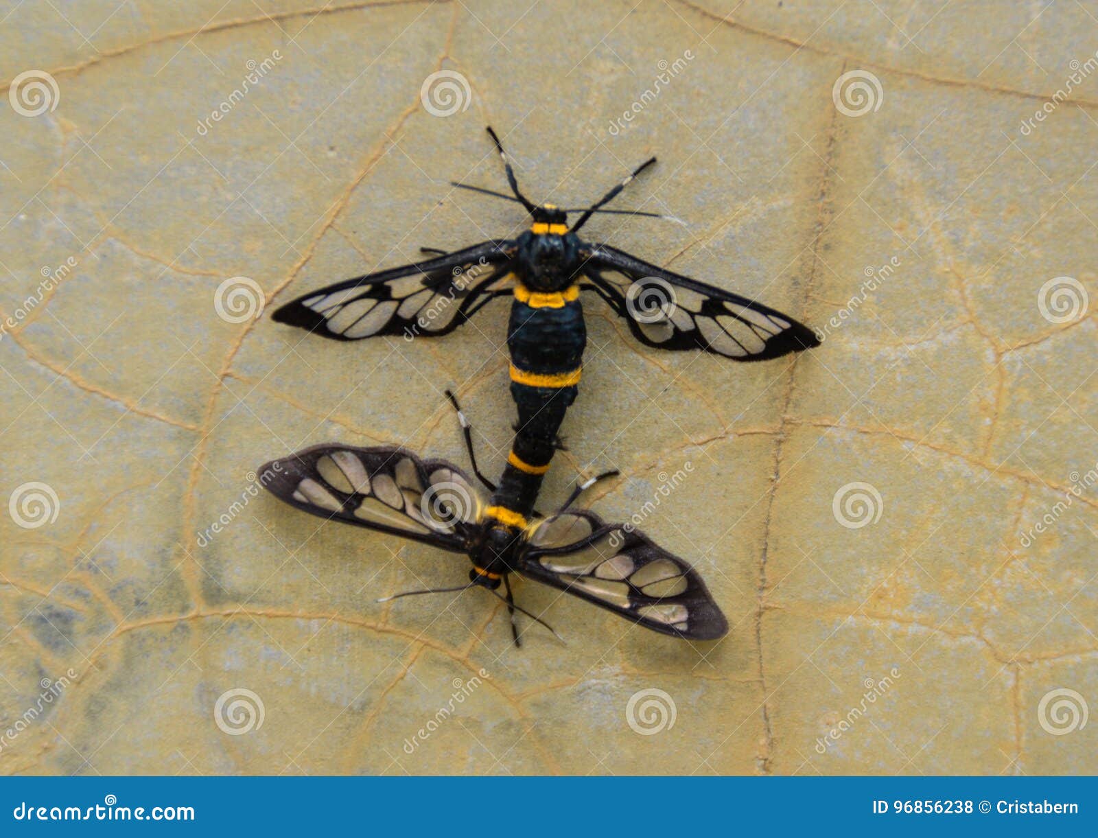 Insect copulation stock photo. Image of insects, colored - 96856238