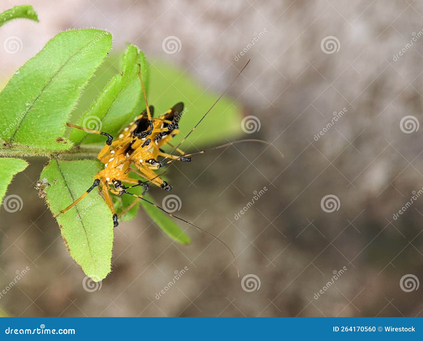 Closeup of an Assassin Bug (Harpactorinae) Mating on a Green Leaf with ...
