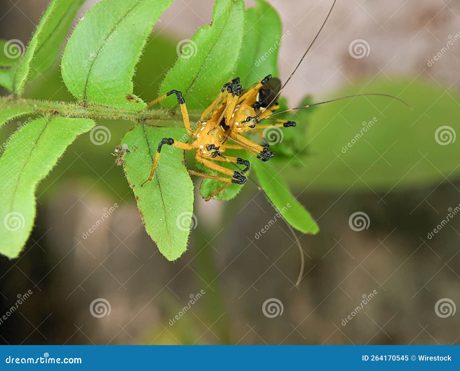 Closeup of an Assassin Bug (Harpactorinae) Mating on a Green Leaf with ...