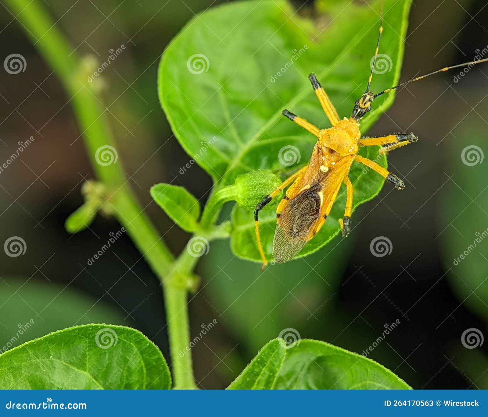 Closeup of an Assassin Bug (Harpactorinae) Mating on a Green Leaf with ...