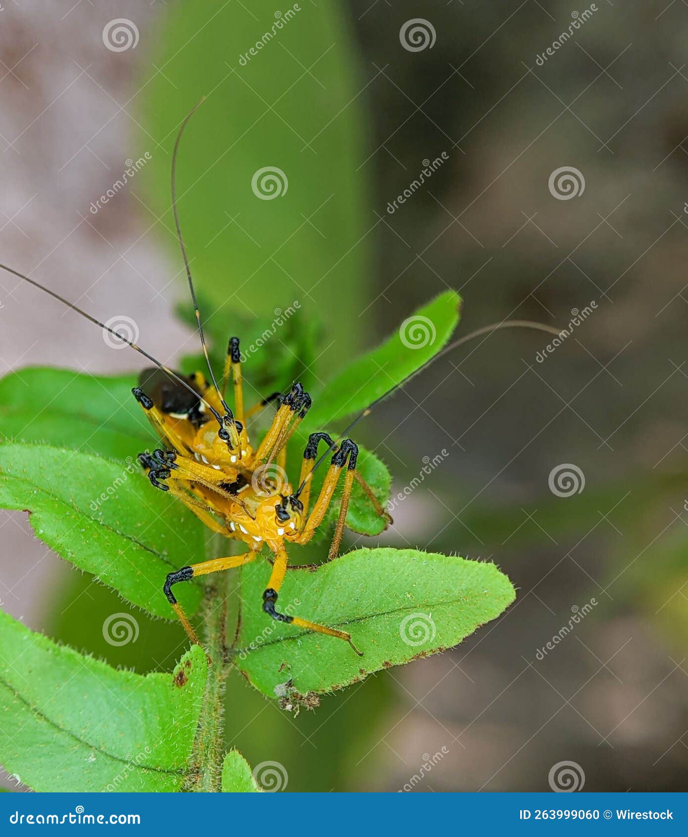 Closeup of Assassin Bugs Mating on Green Leaf Stock Photo - Image of ...
