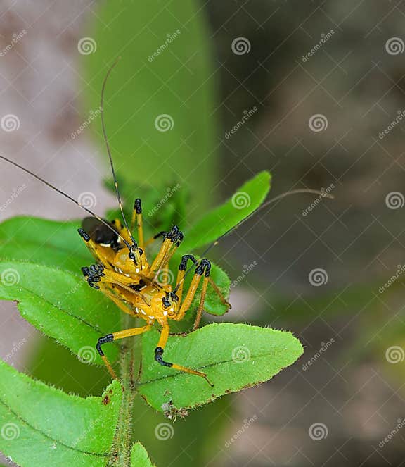 Closeup of Assassin Bugs Mating on Green Leaf Stock Photo - Image of ...