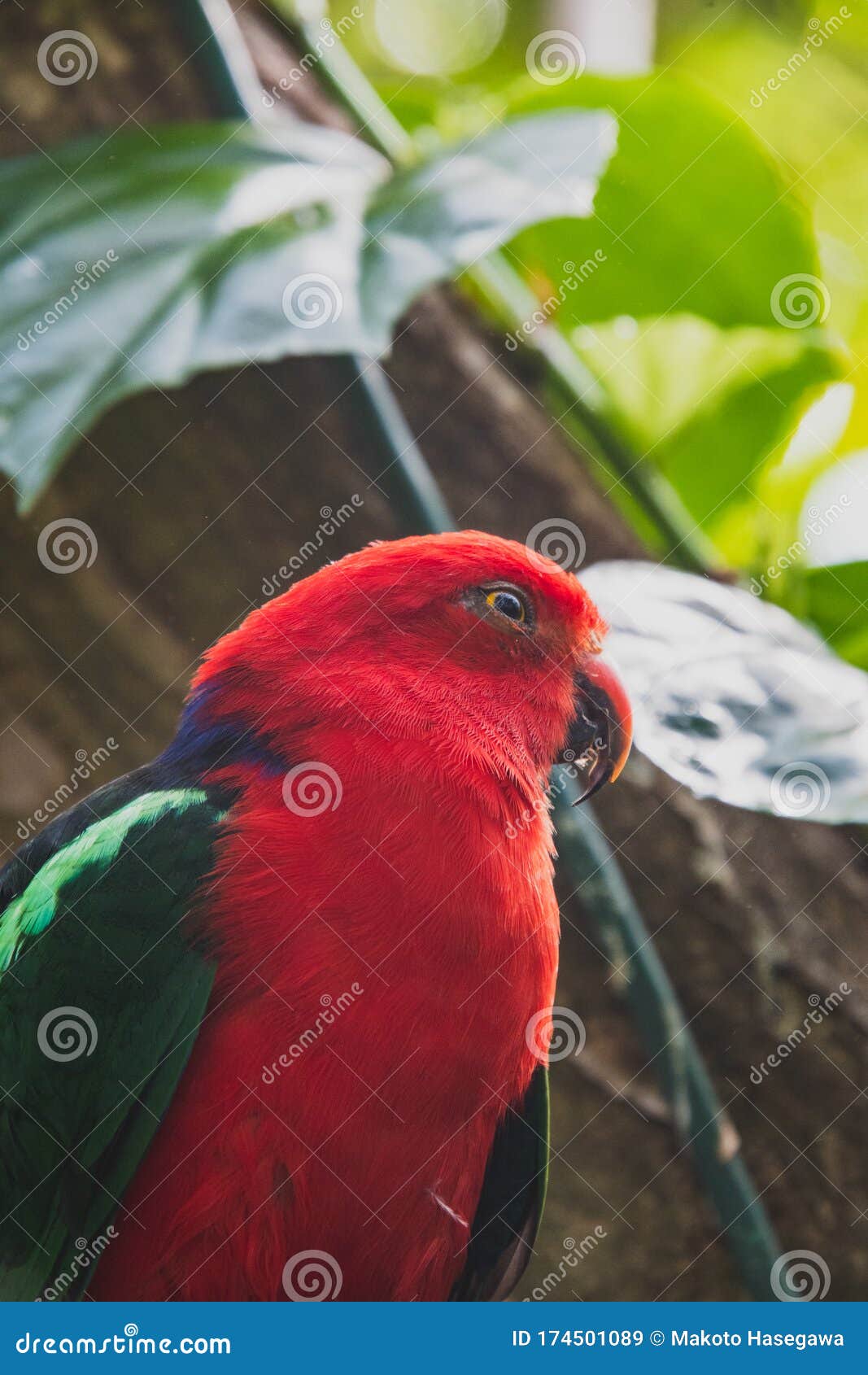 A Closeup of Australian King Parrot in a Conservatory. Stock Image ...