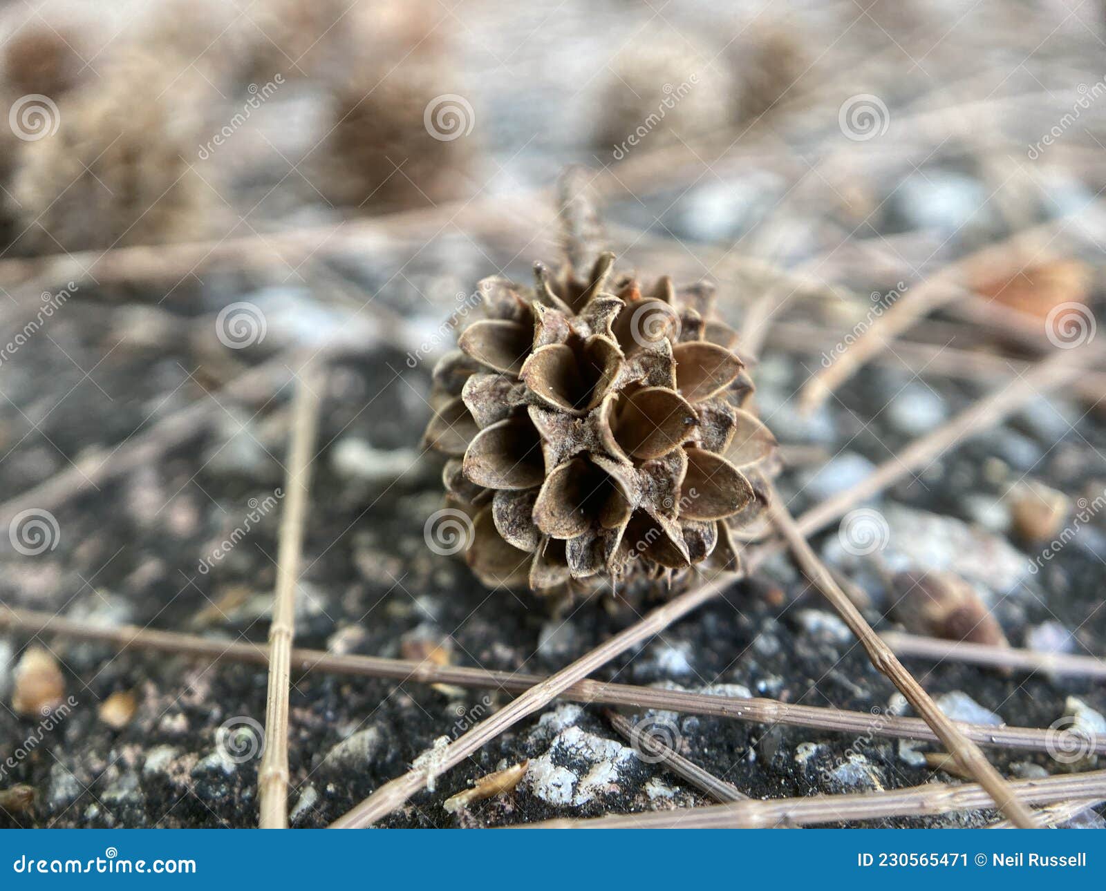 Australian Pine Tree Seed stock image. Image of seed - 230565471