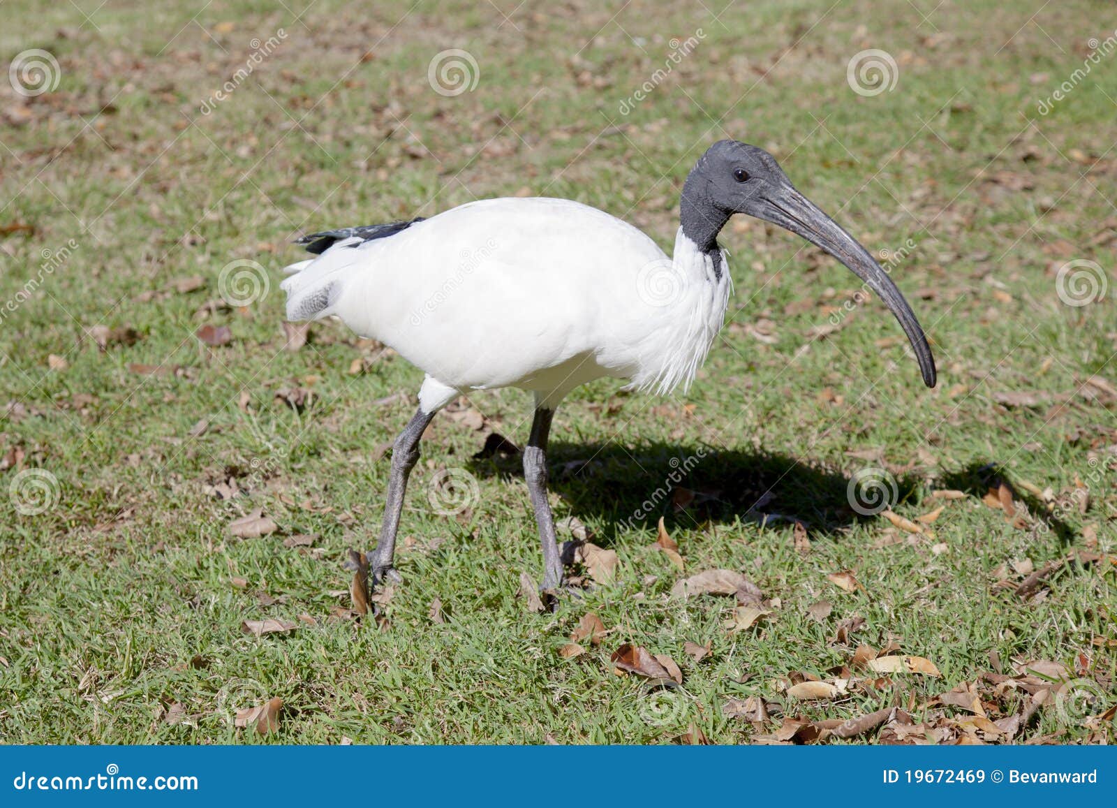 Closeup of an Australian White Ibis Walking Stock Image - Image of ...