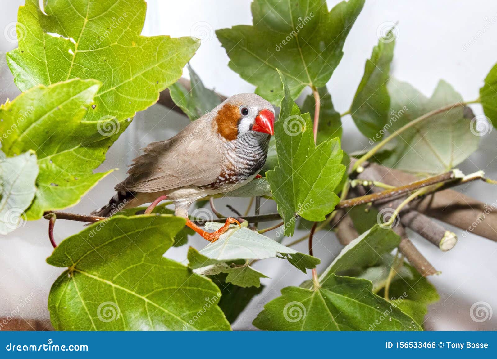 Closeup of a Zebra Finch stock photo. Image of bird - 156533468
