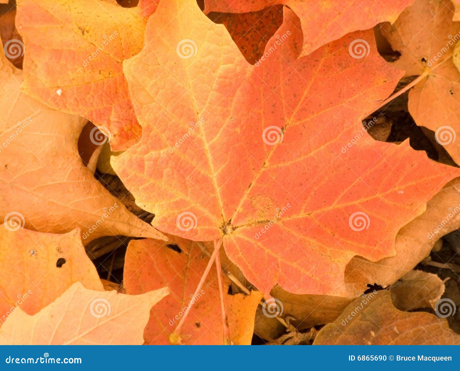Closeup of autumn leaves stock photo. Image of shape, stems - 6865690