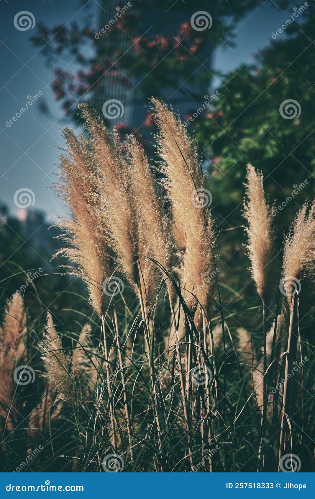 Autumn reed stock image. Image of landscape, closeup - 257518333