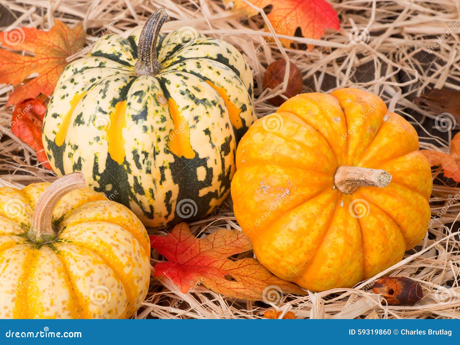 Closeup of Autumn Squash stock photo. Image of fall, gourd - 59319860