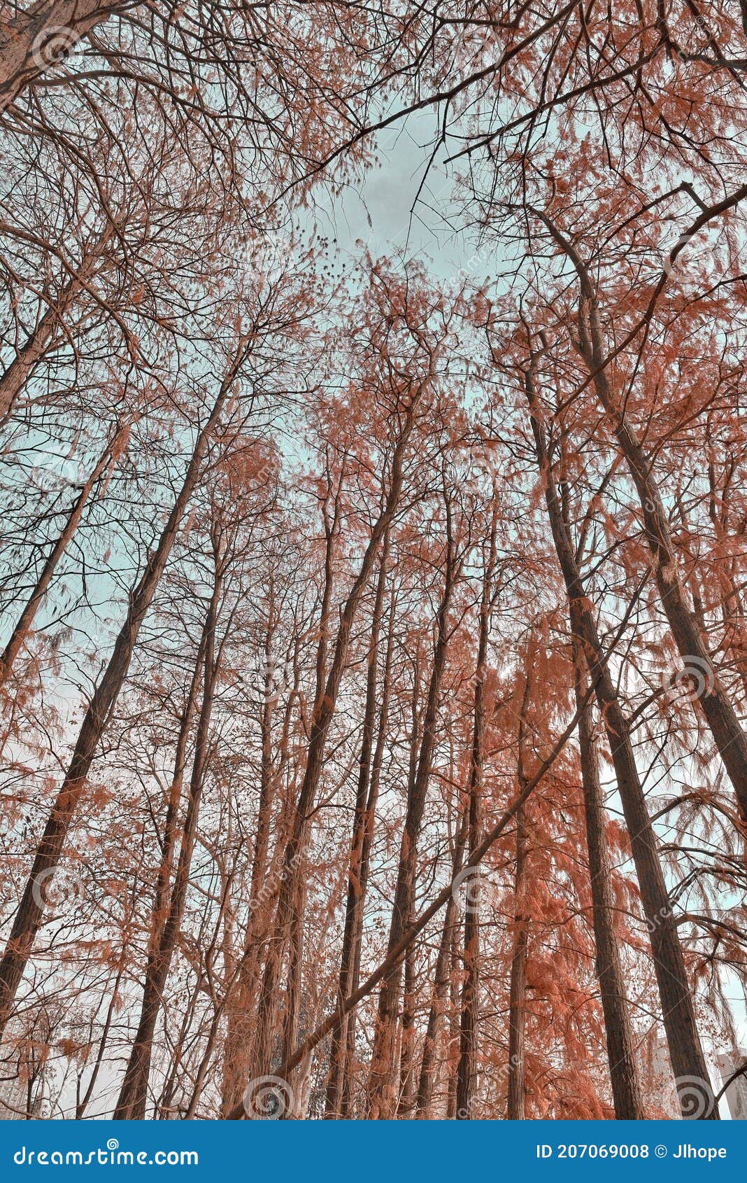 Autumn trees stock photo. Image of clouds, color, trees - 207069008