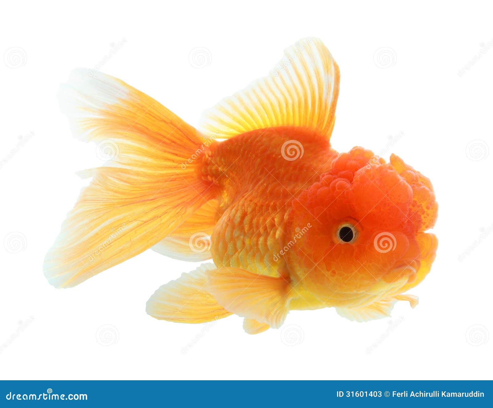 Closeup Av En Isolerad Guldfisk Fotografering för Bildbyråer - Bild av ...