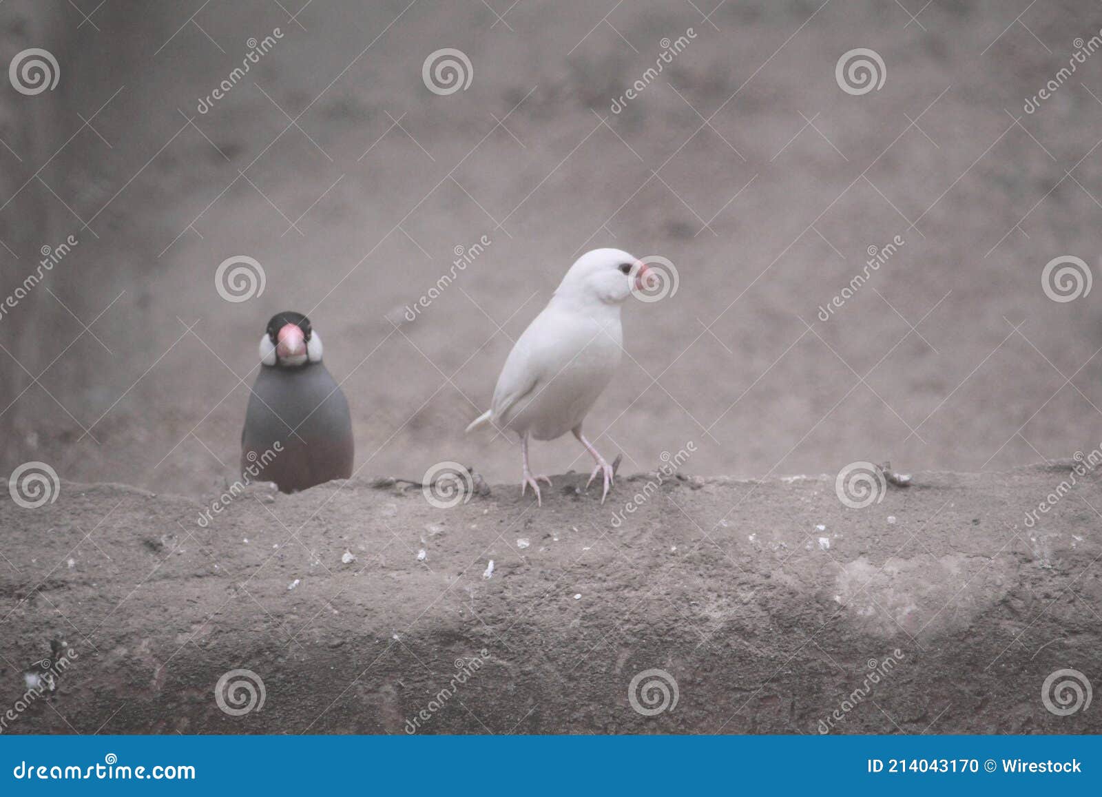 Closeup of Ava Sparrow Birds Outdoors during Daylight Stock Photo ...