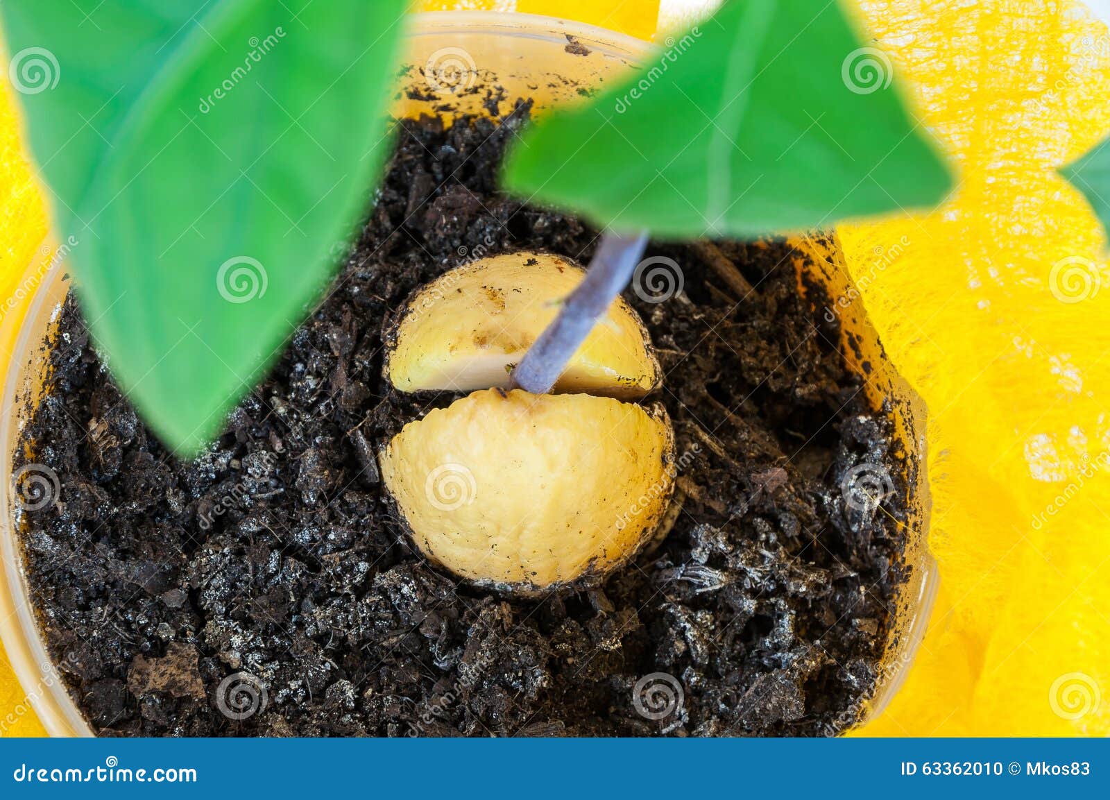 Avocado Plant Sprouting From Seed Showing Roots Stock Photo ...