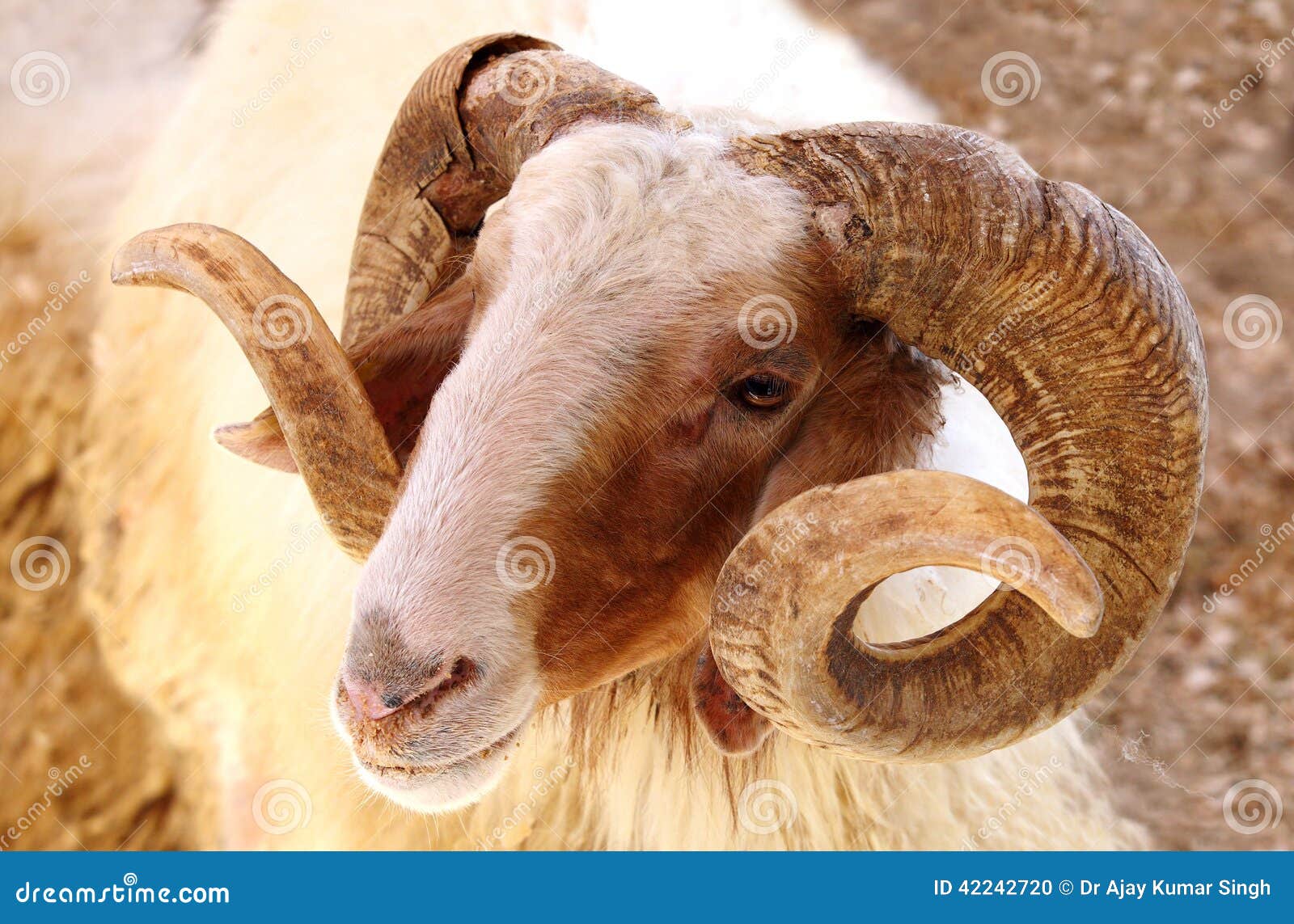 Closeup of a Awassi sheep stock photo. Image of closeup - 42242720