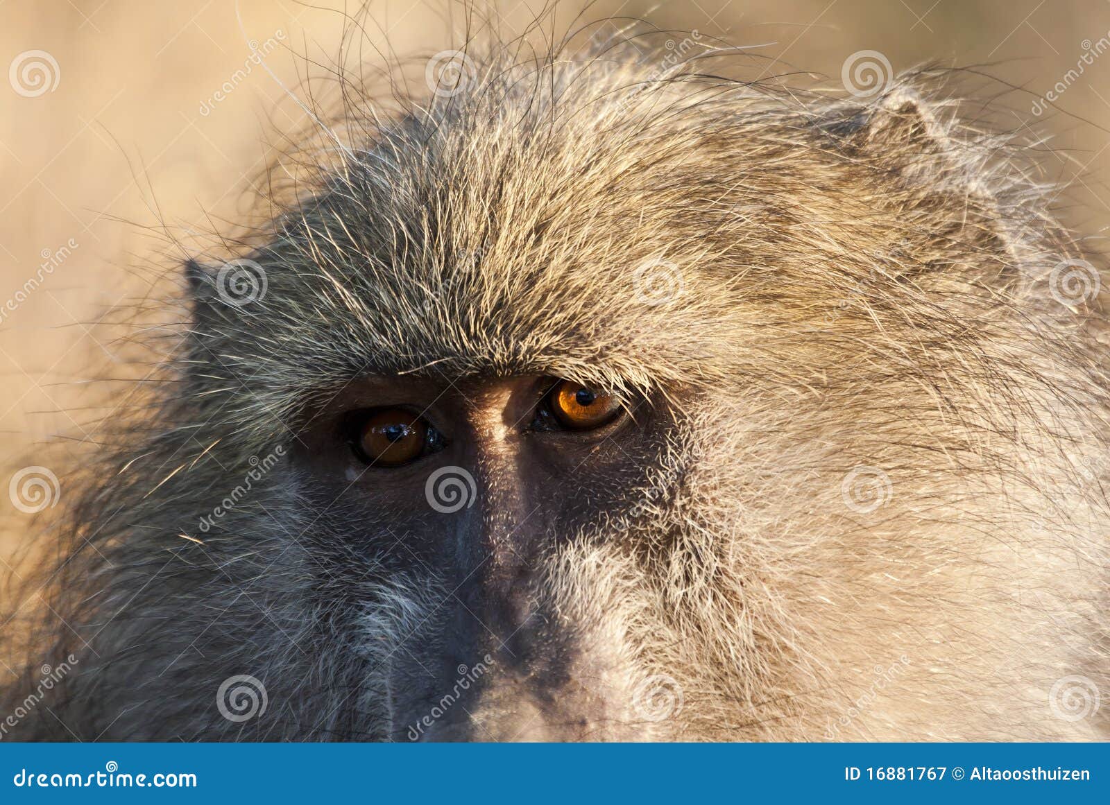 Closeup of baboon staring stock image. Image of single - 16881767