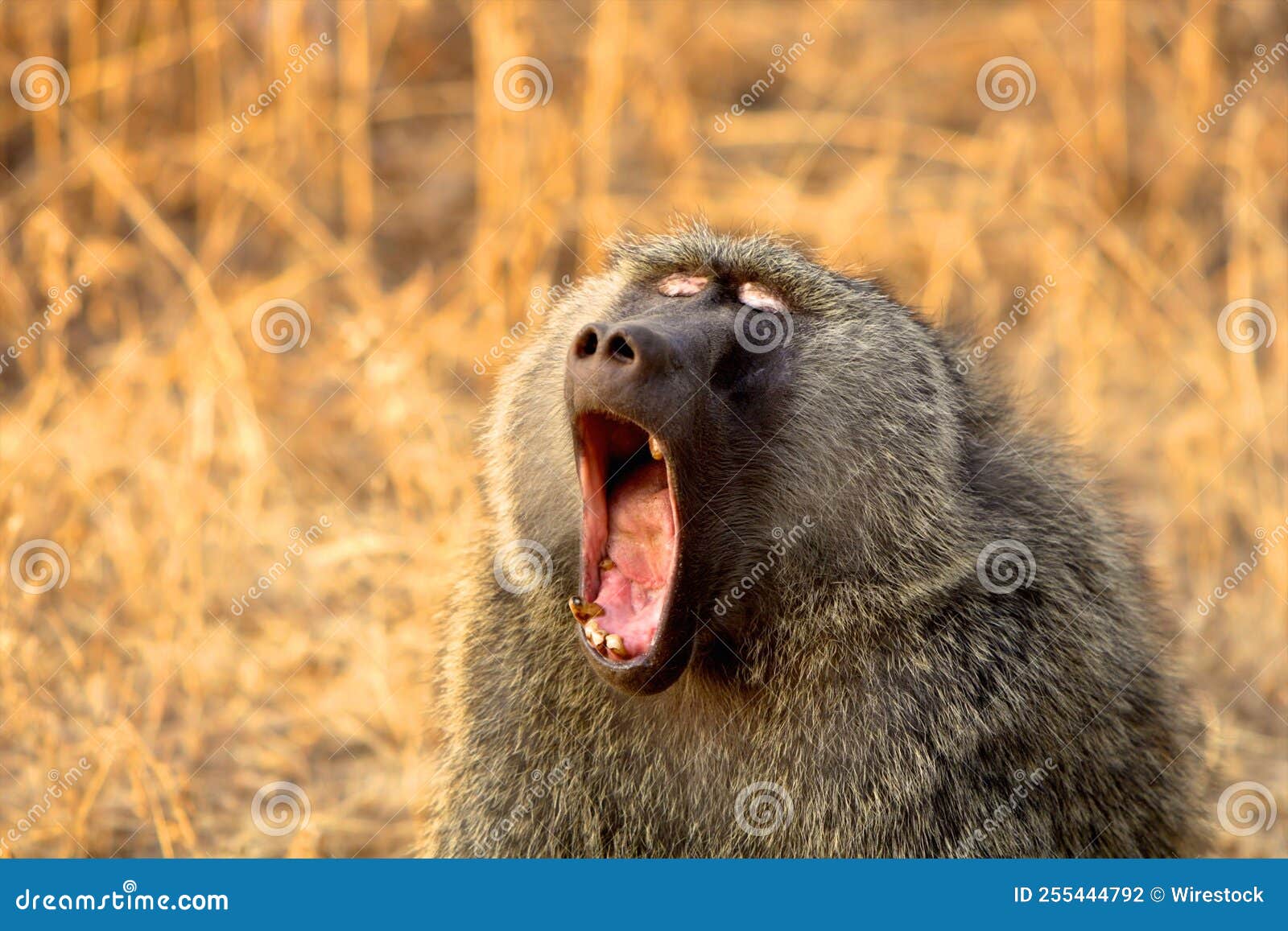 Closeup of a Baboon Yawning in Africa Stock Photo - Image of monkey ...