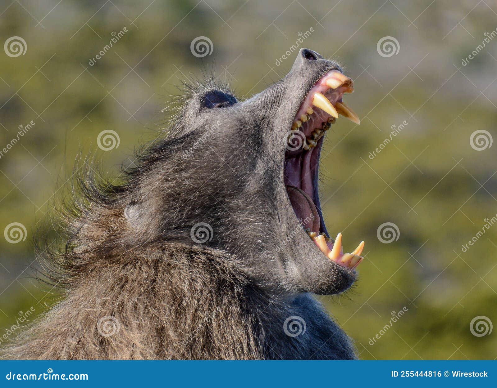 Closeup of a Baboon Yawning in Africa Stock Photo - Image of africa ...