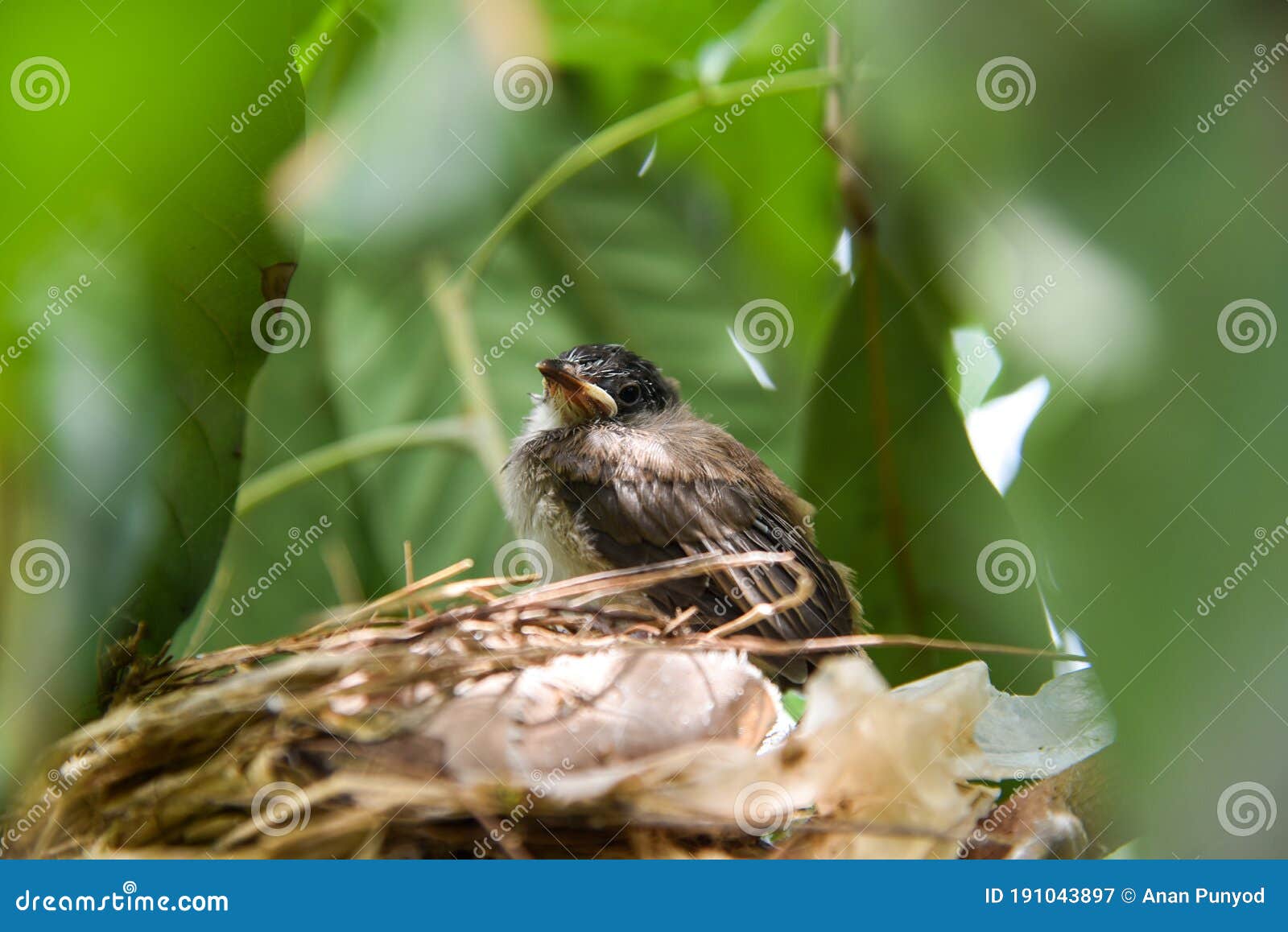 Closeup Baby Bird in a Nest on a Branch Stock Image - Image of beauty ...