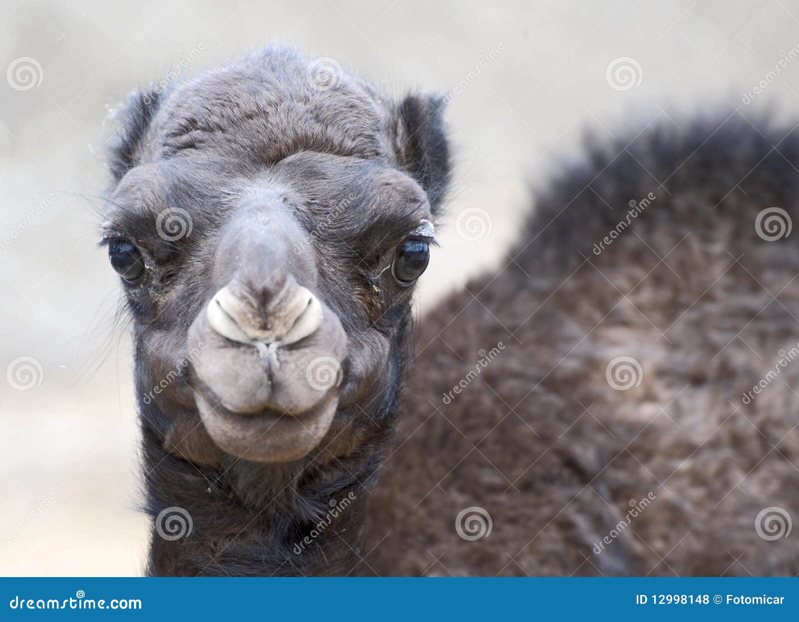 Closeup of Baby Camel stock photo. Image of shoulders - 12998148