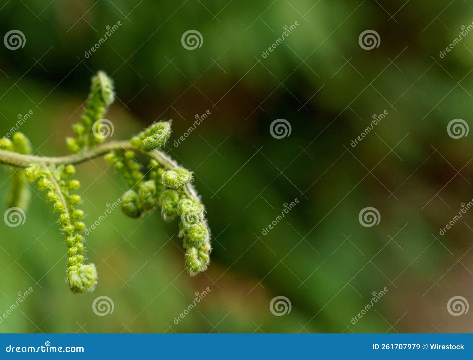 Closeup of a Baby Fern in a Forest Stock Image - Image of garden ...