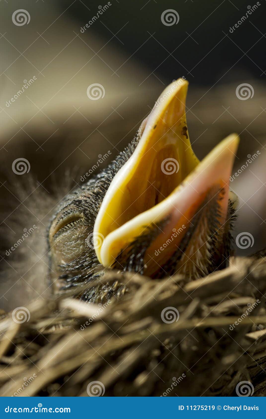 Closeup Baby Robin stock image. Image of hatch, robin - 11275219