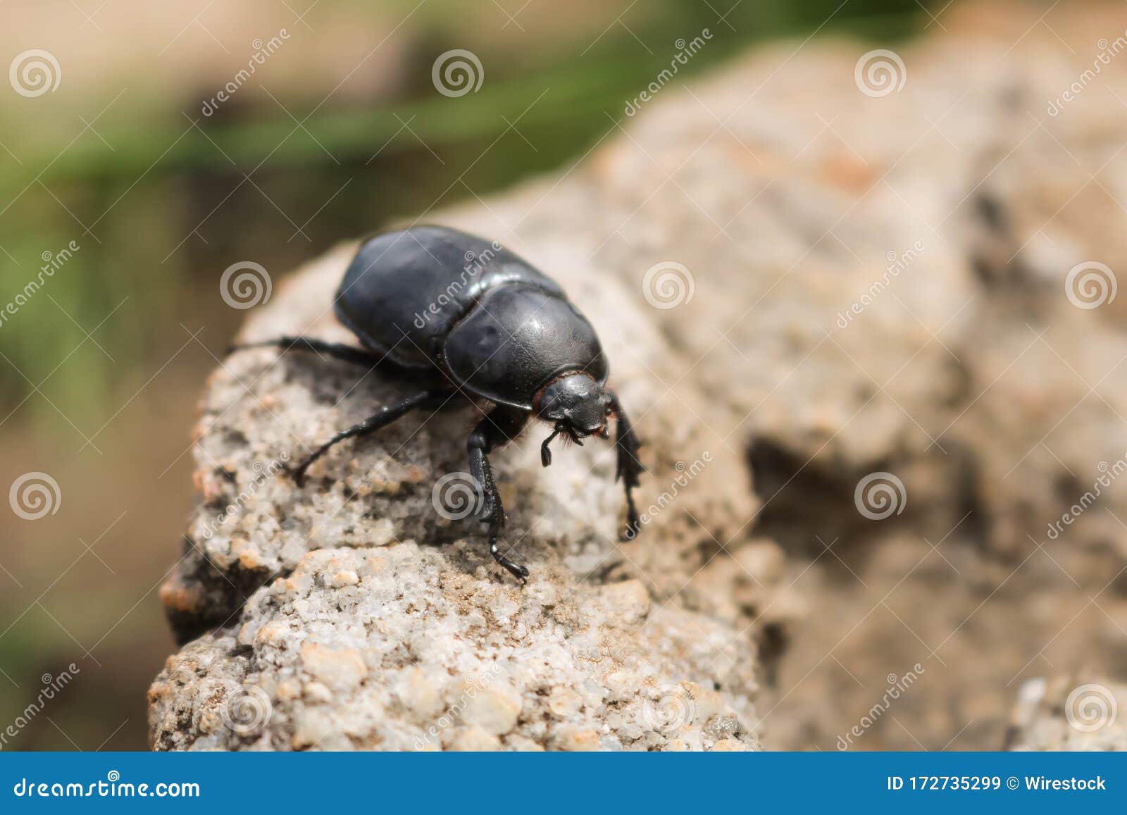 Closeup of a Back Bug on the Rock Under the Sunlight with a Blurry ...