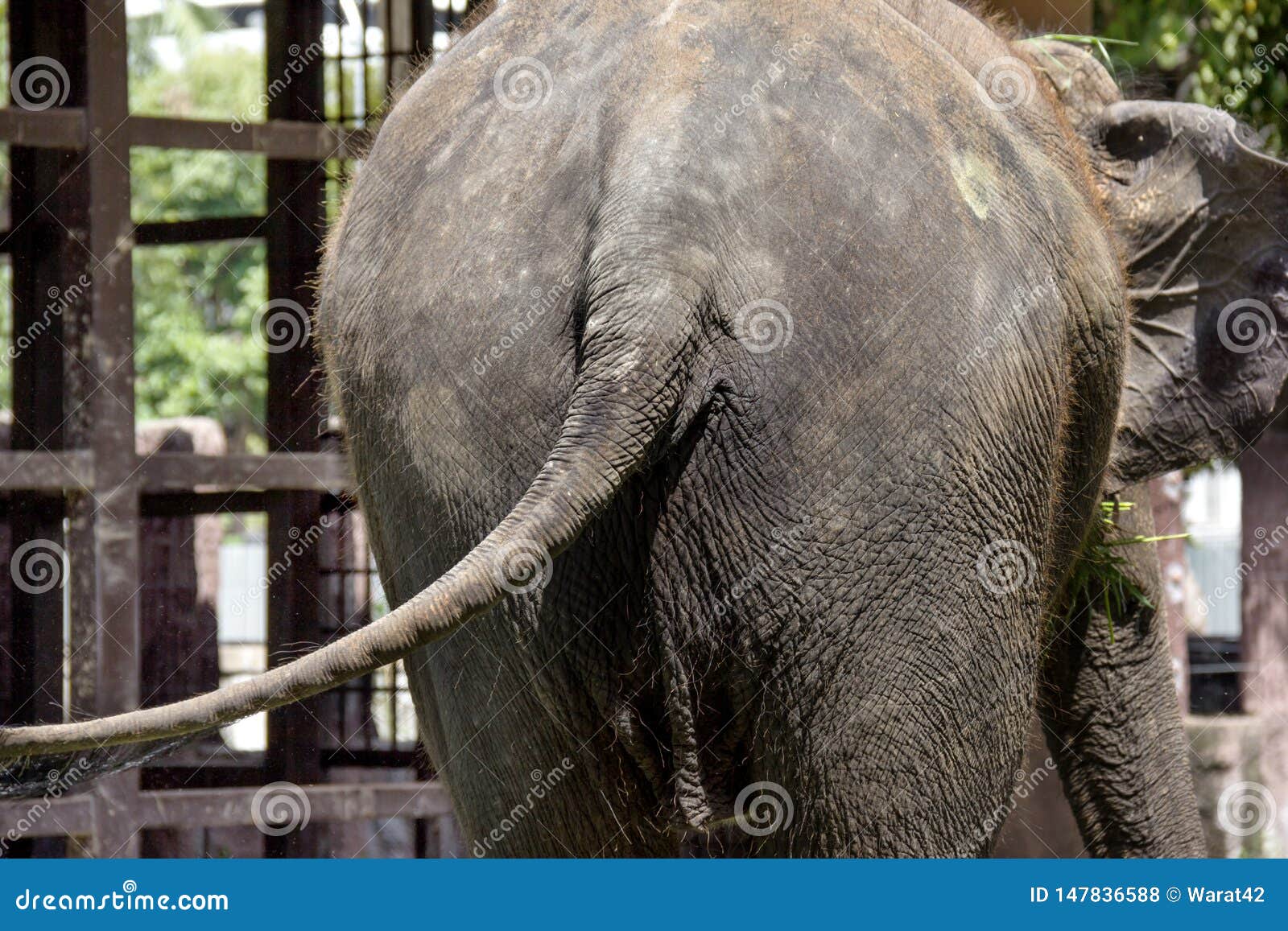 Closeup Back of an Elephant Stock Photo - Image of skin, portrait ...