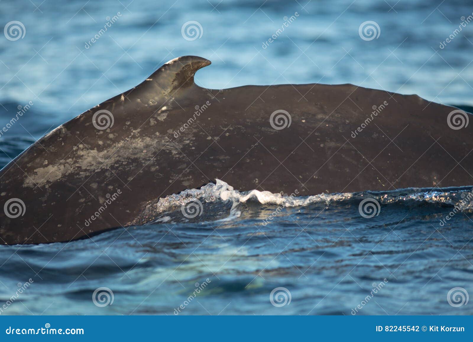 Closeup Back of Humpback Whale Stock Photo - Image of wildlife ...