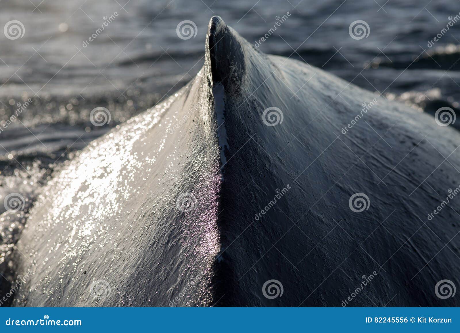 Closeup Back of Humpback Whale Stock Photo - Image of blue, whale: 82245556
