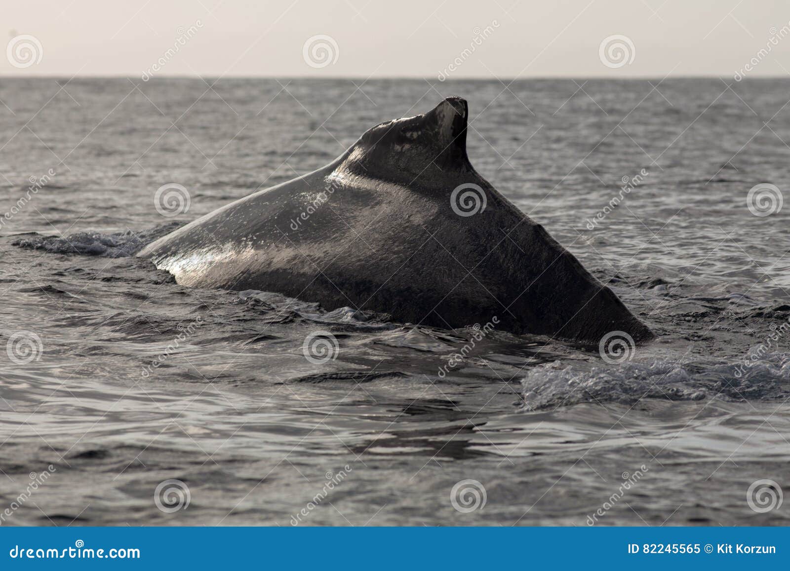 Closeup Back of Humpback Whale Stock Image - Image of animal, clodly ...
