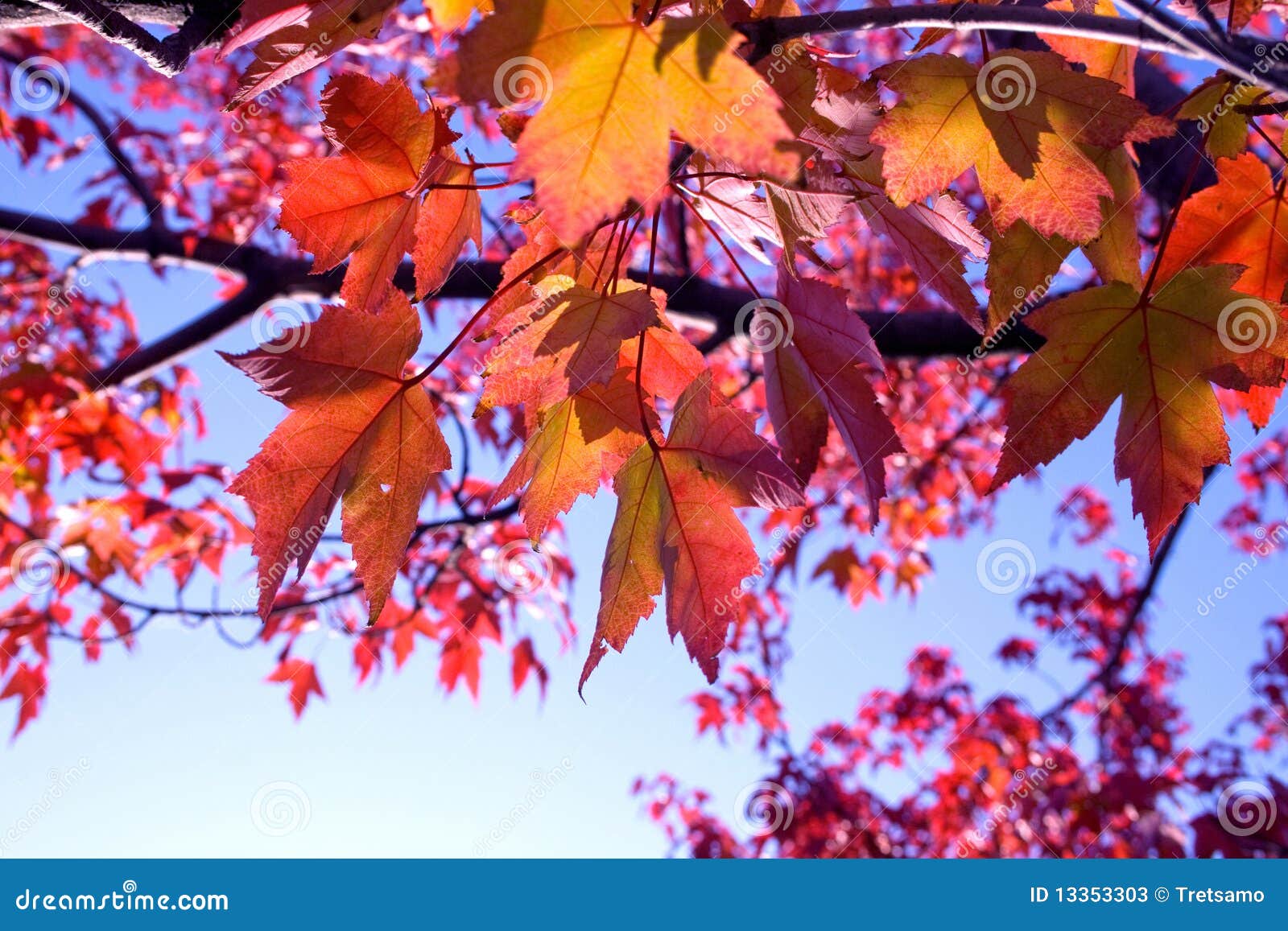 Closeup of Back-lit Multicolored Fall Leaves Stock Image - Image of ...