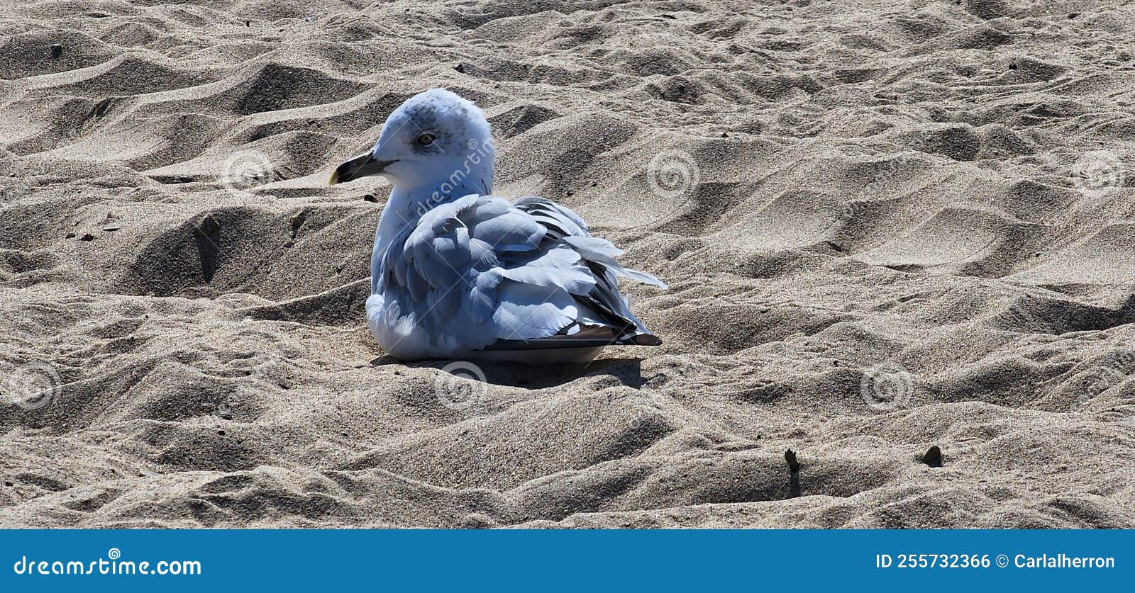 Closeup of Back of Seagull with Head Facing Left Stock Photo - Image of ...