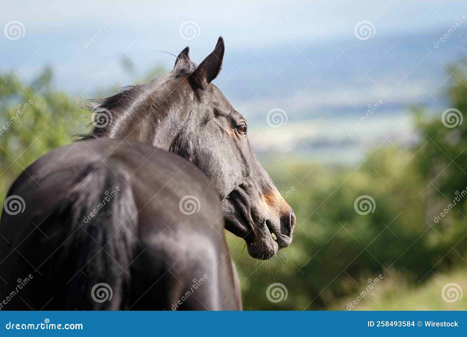 Closeup Back View of a Black Horse Stock Photo - Image of black, equine ...