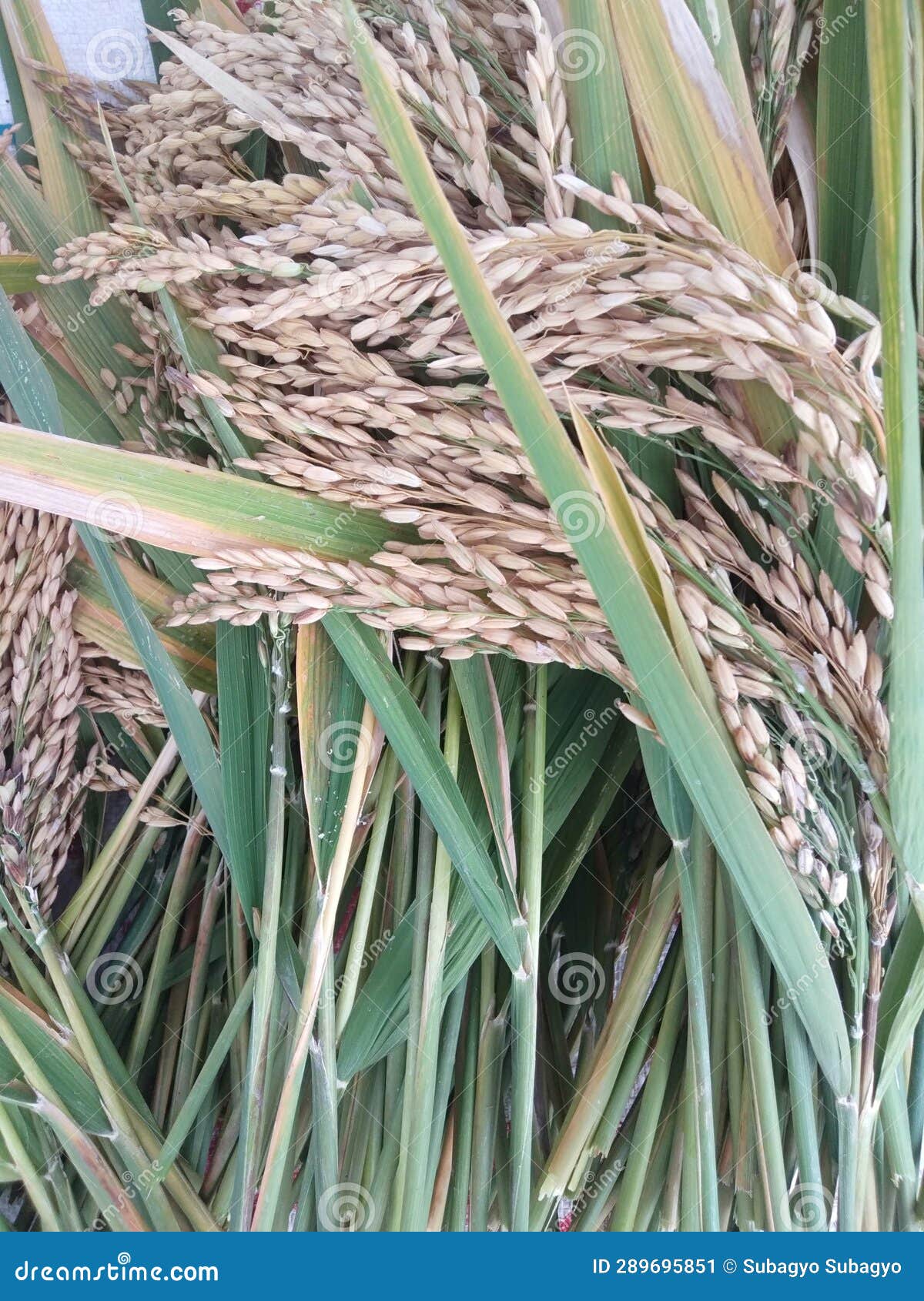 Closeup Background of Rice Grains Still in Panicles Stock Image - Image ...