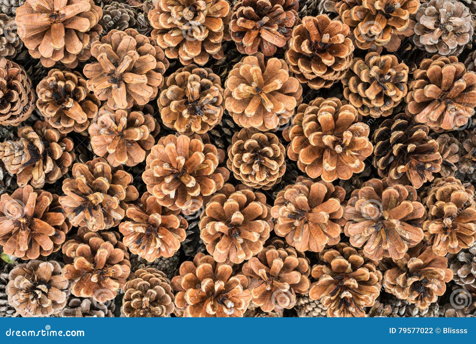 Closeup Background Texture Photo of Dried Pine Cones Stock Photo ...