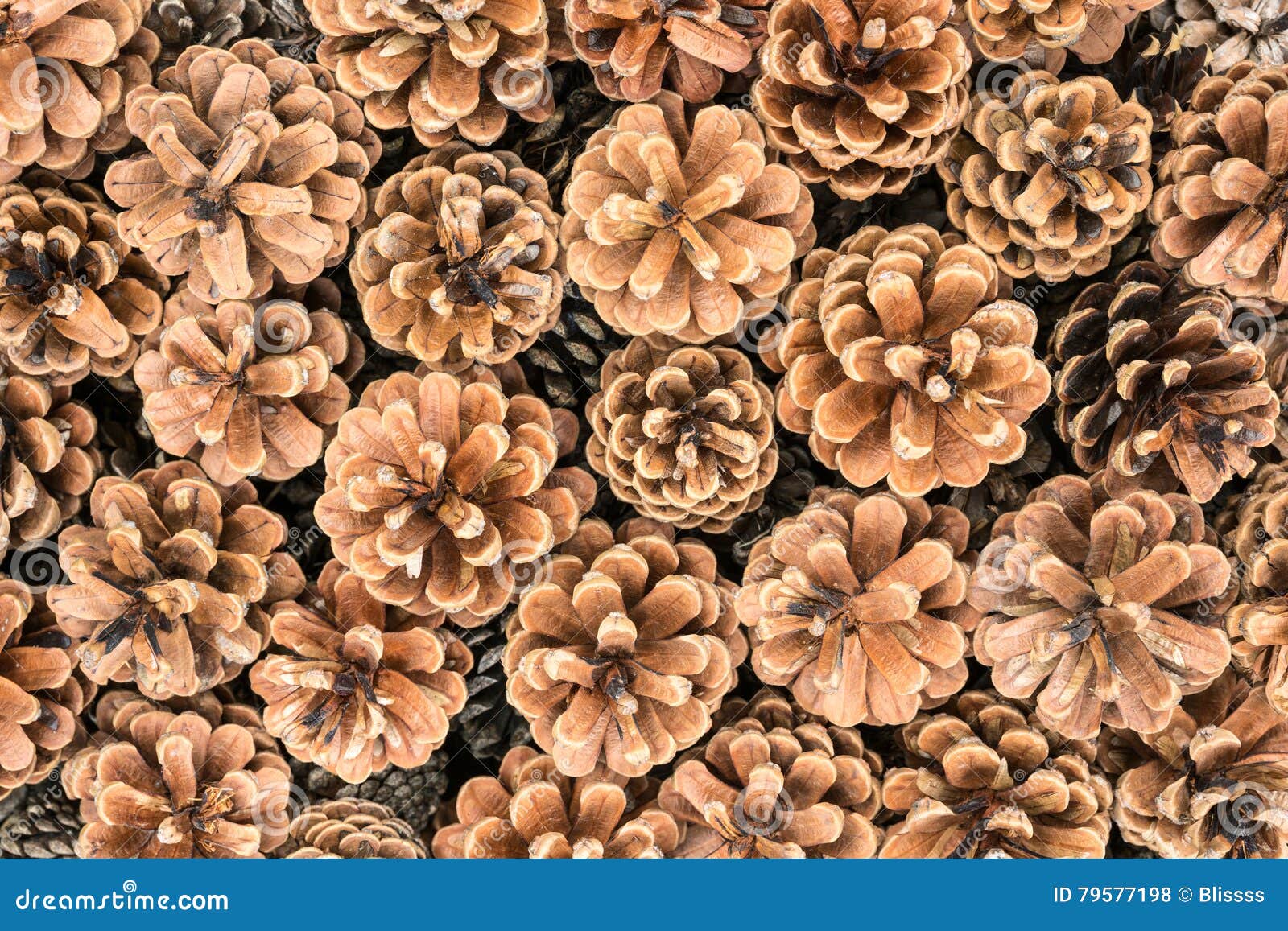 Closeup Background Texture Photo of Dried Pine Cones Stock Photo ...