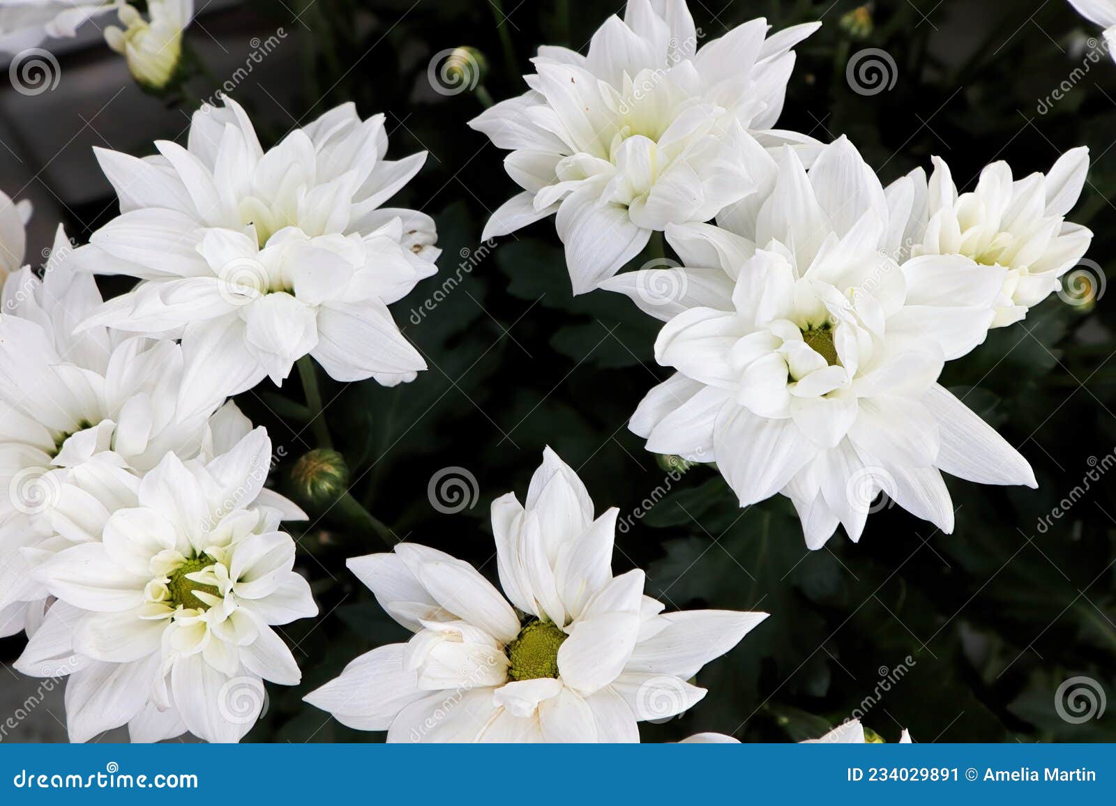 Closeup Background of White Mums in Bloom Stock Image - Image of ...