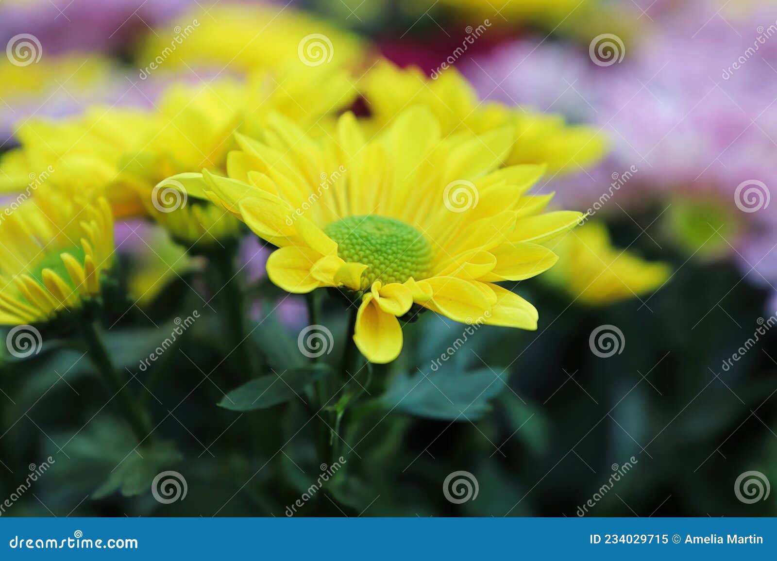 Closeup Background of Yellow and Green Centered Mums Stock Image ...