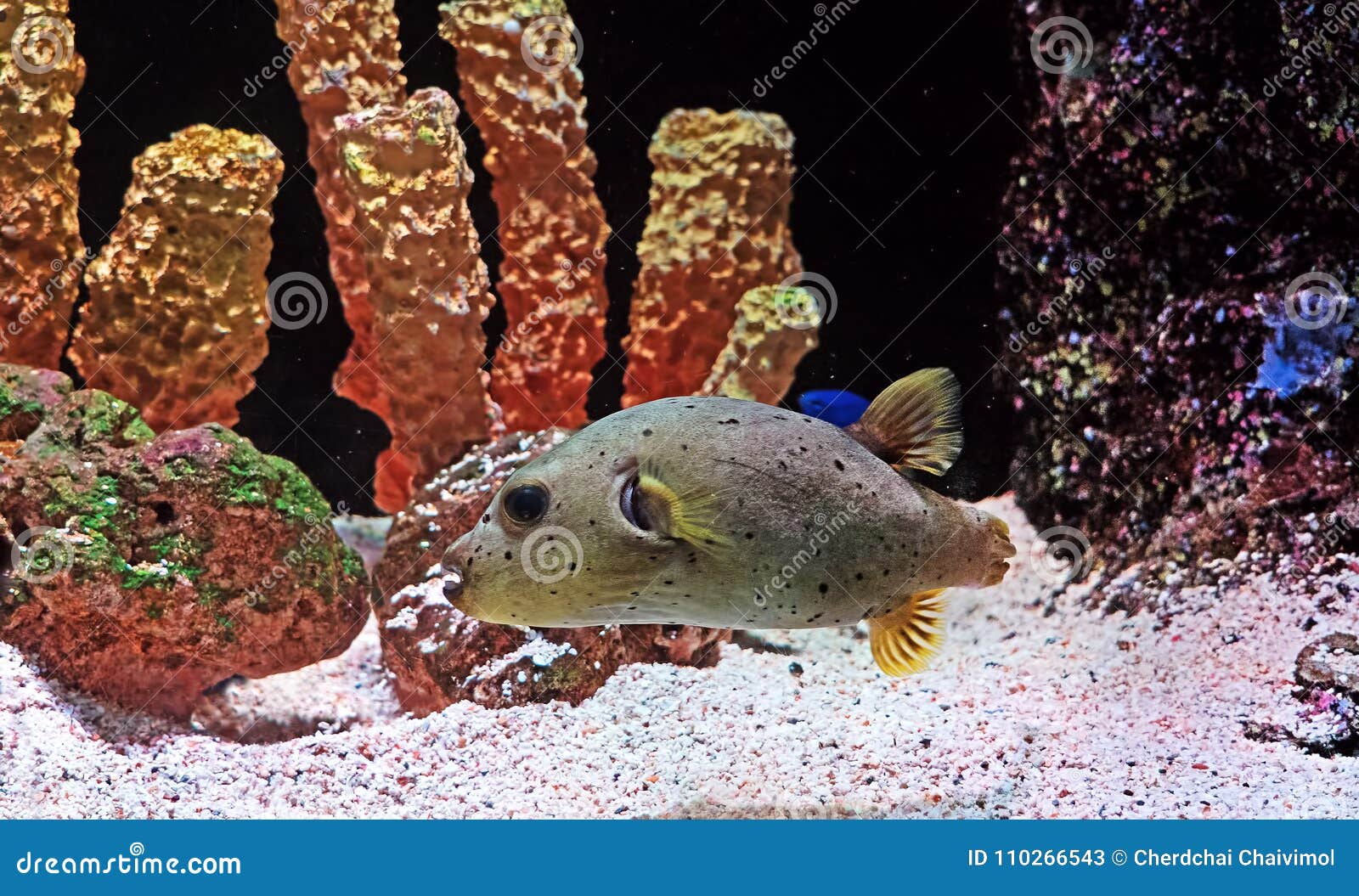 Backspotted Puffer Fish Isolated on Nature Background Stock Image ...
